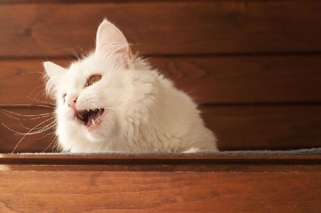 Saiba como interpretar o miado de gato e se comunique melhor com seu ...