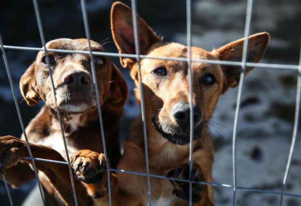 Voluntária cria ONG que cuida de animais de rua | Gazeta Digital