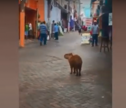 Veja vídeo - Capivara 'dribla' militares e causa alvoroço no Centro ...