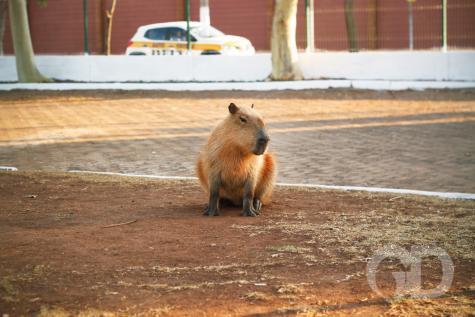 No Dia Internacional da Capivara, confira curiosidades | Gazeta Digital