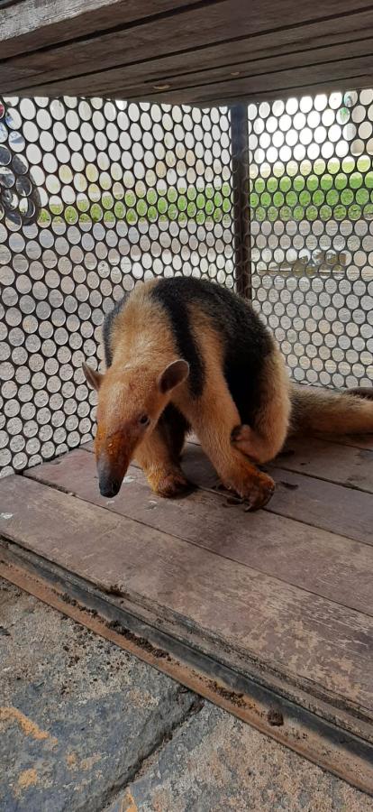 Tamanduá-mirim é resgatado após ataque de cão no interior | Gazeta Digital