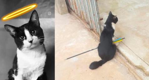 Gato Chico, resgatado com uma flecha atravessada no corpo, morre em ...