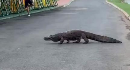 Vídeo de jacaré caminhando em parque de Cuiabá viraliza nas redes ...