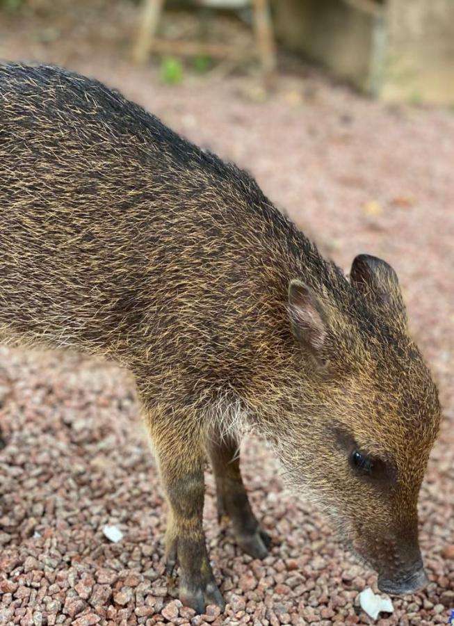 Arara e Cateto resgatados são devolvidos para a natureza | Gazeta Digital