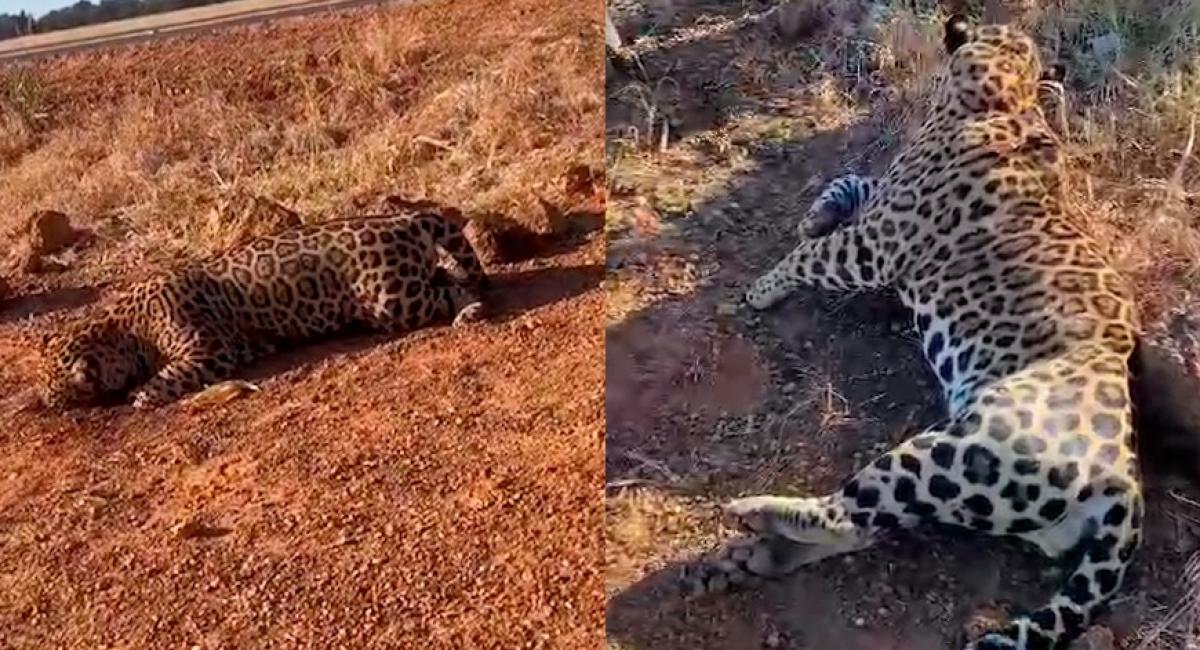 Vídeo - Onça-pintada é encontrada morta em rodovia e polícia acredita ...